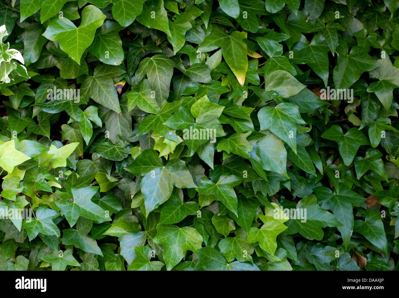 Ivy plant leaves Stock Photo - Alamy