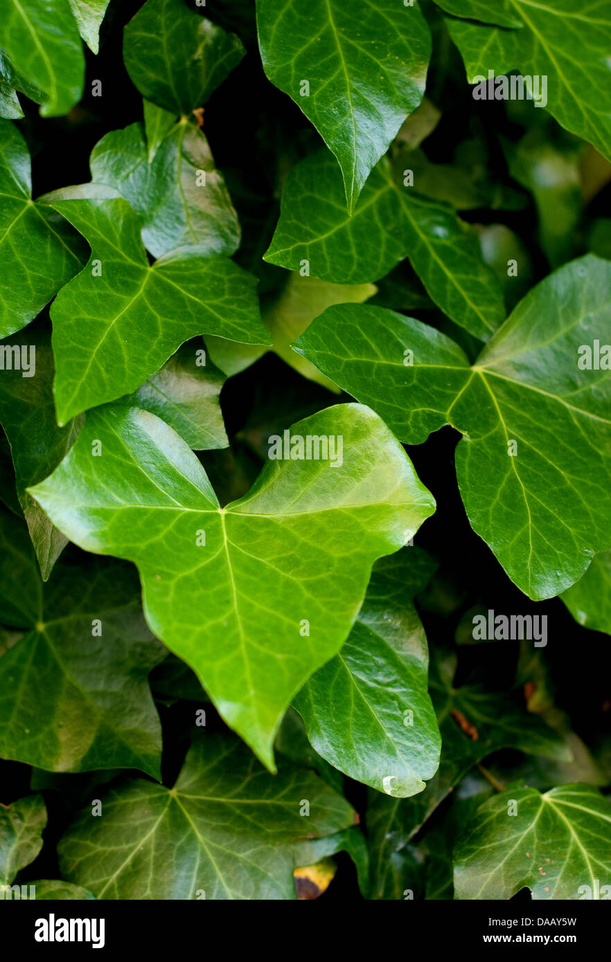 Ivy plant leaves Stock Photo - Alamy