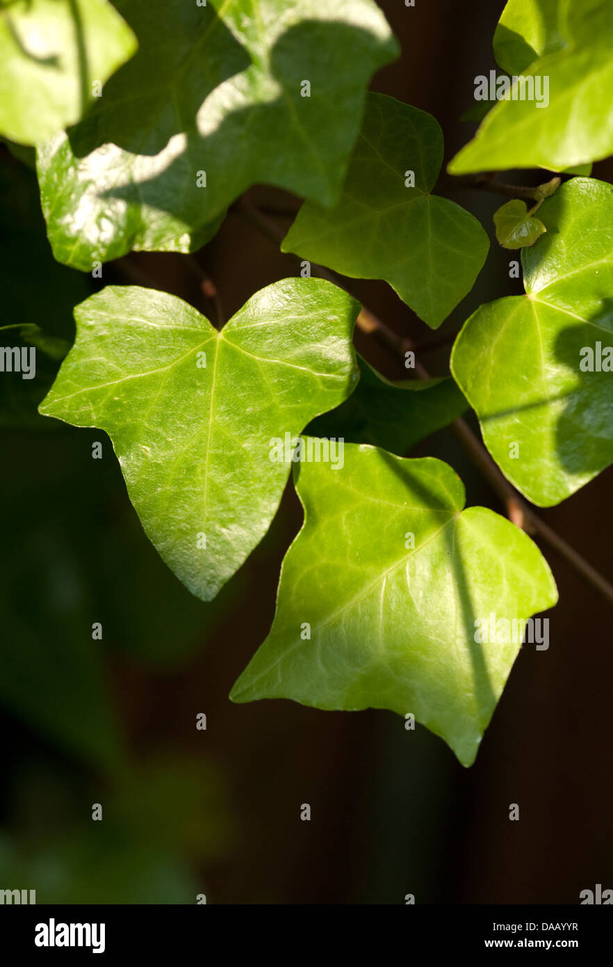 Close up image of Ivy leaves Stock Photo - Alamy