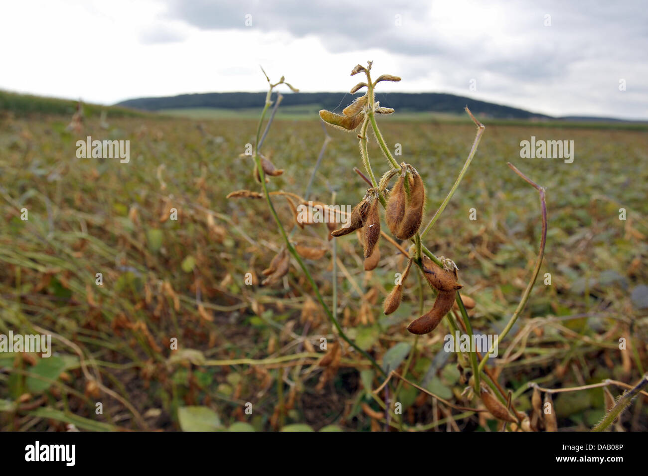 Us farmers soy hi-res stock photography and images - Alamy