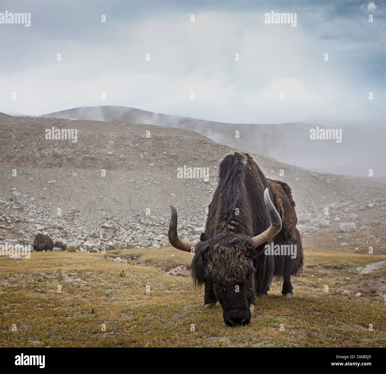 Yak grazing in Himalayas mountains. Ladakh, India Stock Photo - Alamy