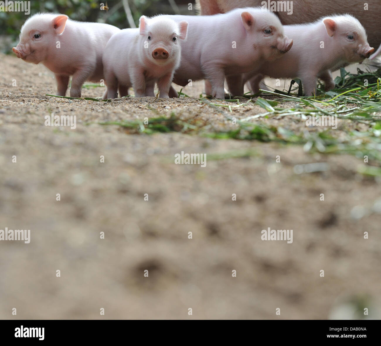 Five miniature pigs, four girls and a boy stand around their mother at ...