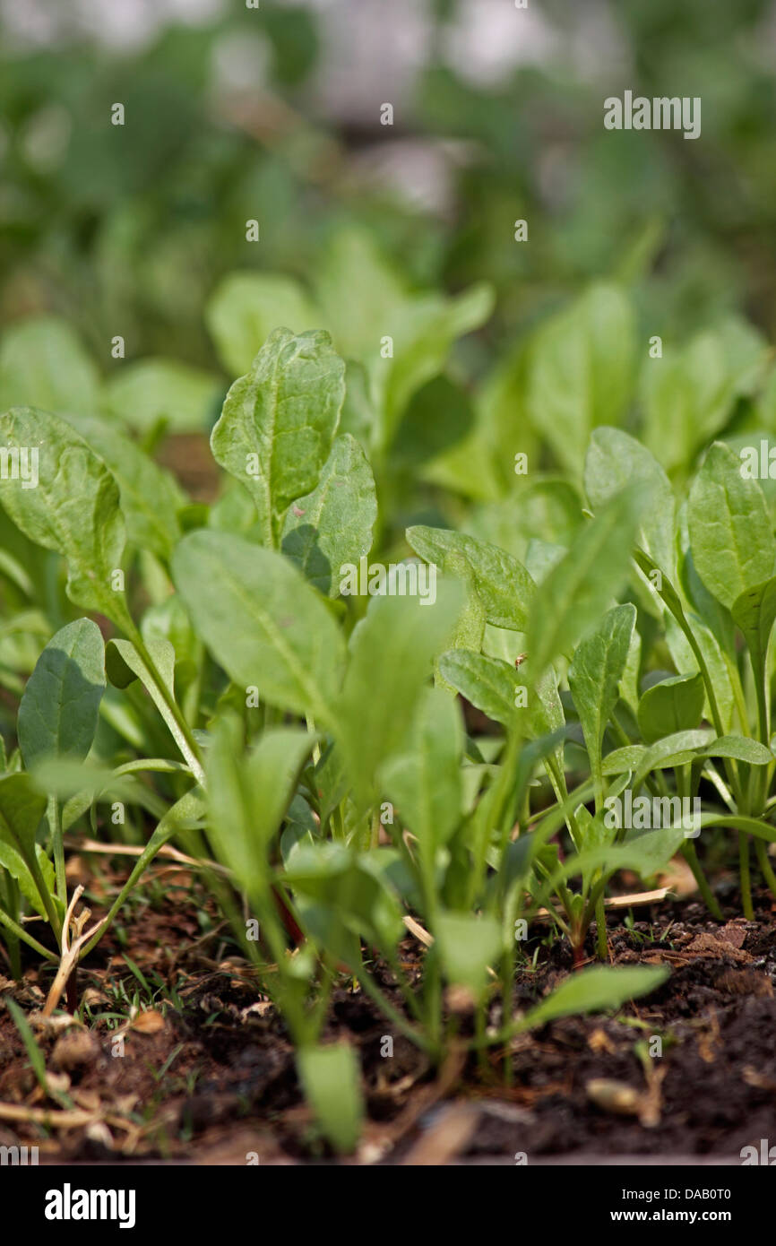 Spinach, Spinacia oleracea Stock Photo - Alamy