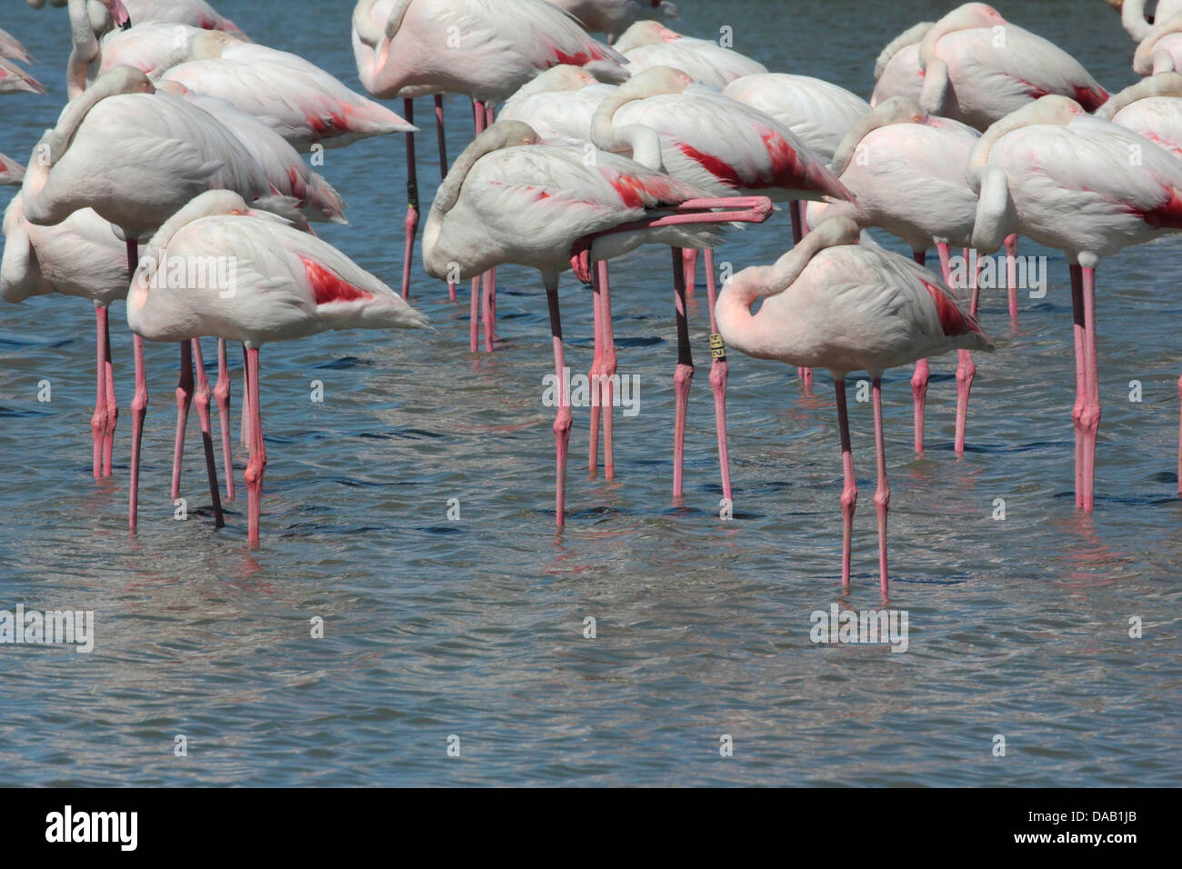 Group of flamingos in a lake in France Stock Photo - Alamy