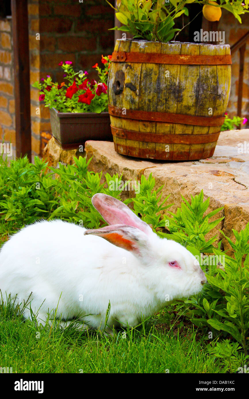 Are Albino Rabbits Good Pets at Merrill Lavallee blog