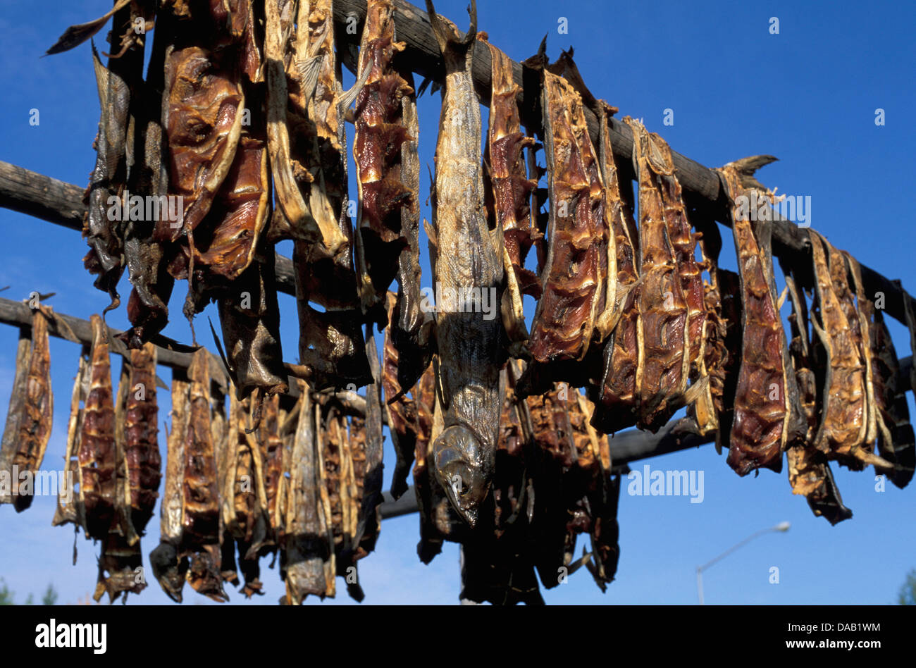 Split Fish, Fur Hunde, Nenana, Alaska, USA, fish, smoked fish, blue sky ...