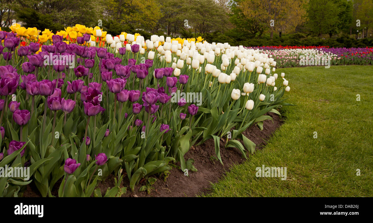 Beautiful field vibrant purple tulips hi-res stock photography and ...