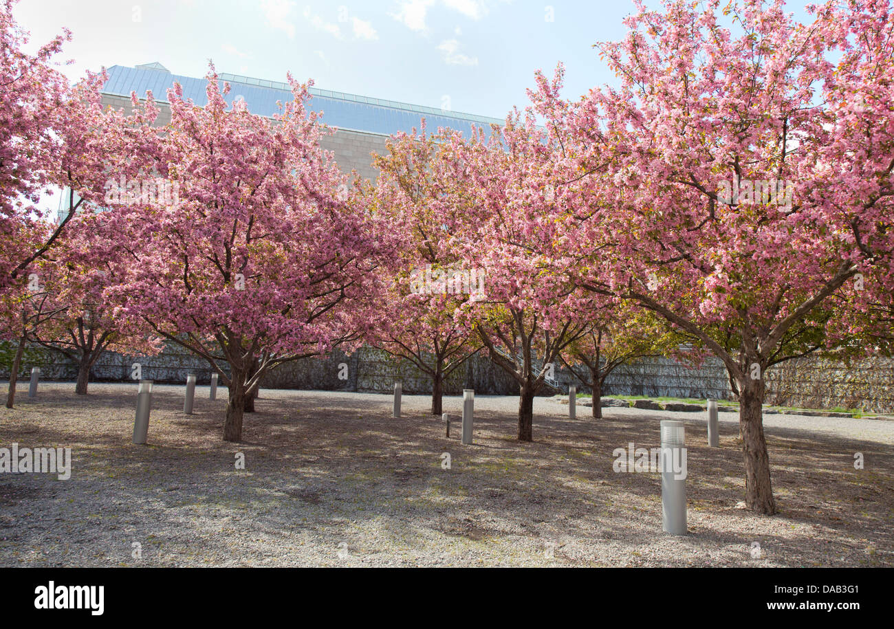 cherry blossoms in spring Stock Photo - Alamy