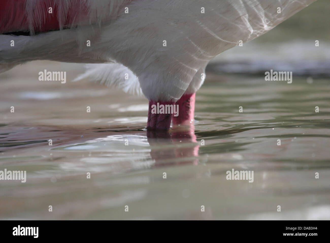 Legs of a flamingo in a lake in France Stock Photo - Alamy