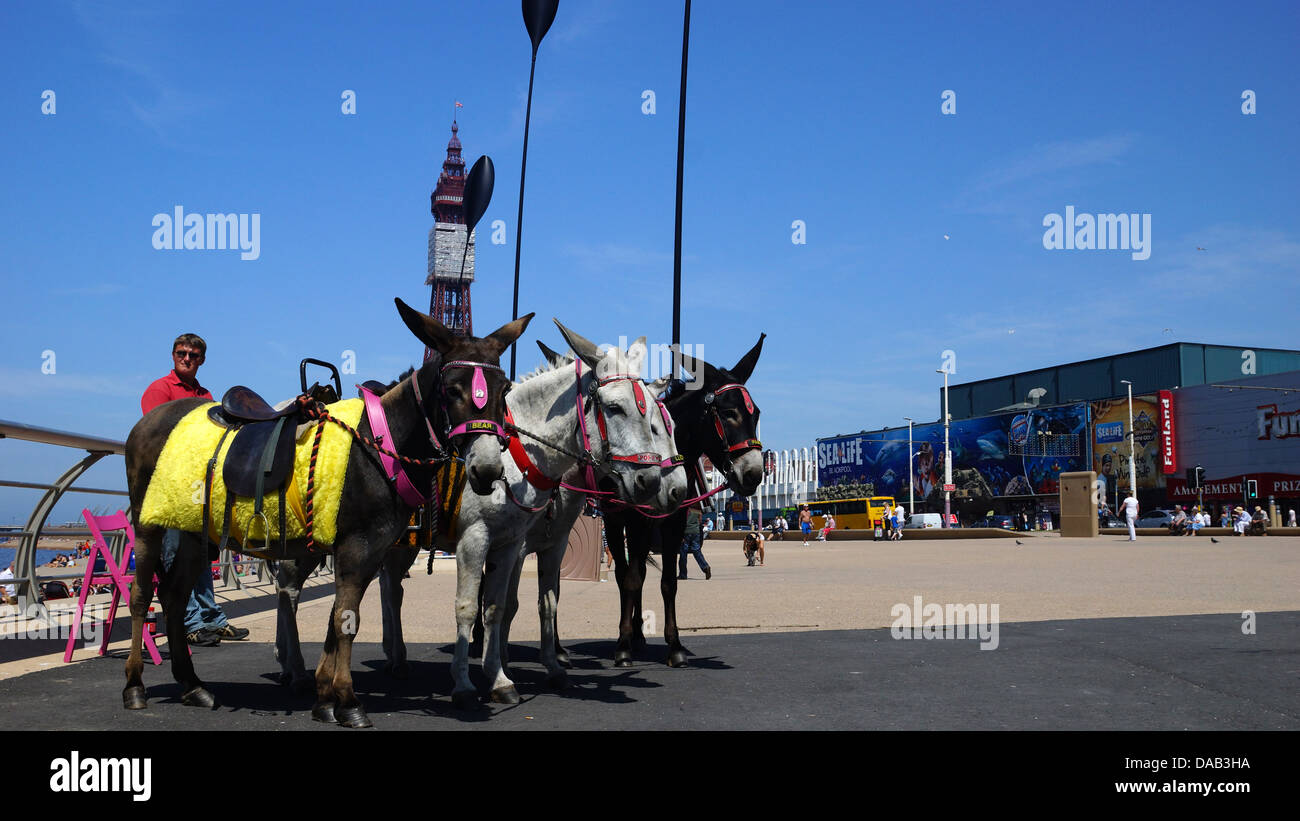Blackpool donkeys hi-res stock photography and images - Alamy
