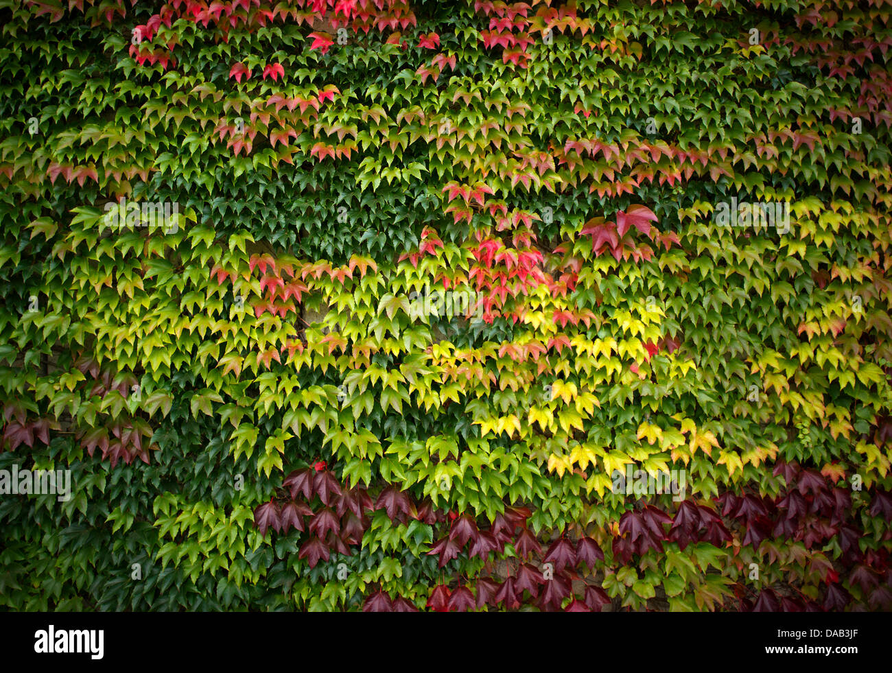 Coloured ivy grows on a facade of a house in Dresden, Germany, 22 ...