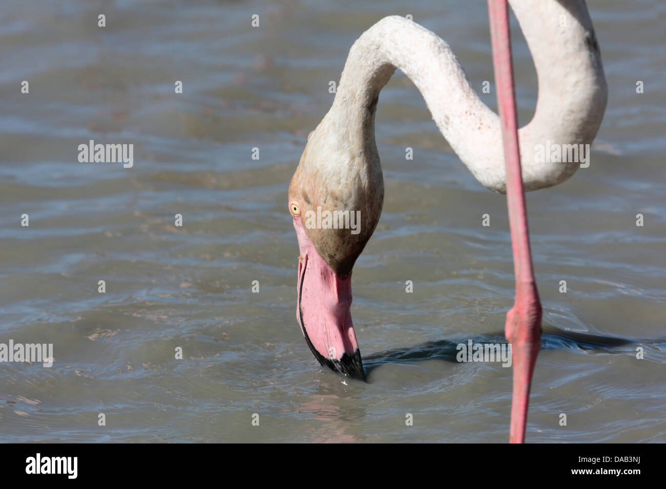 Flamingo is to find food in a lake in France Stock Photo - Alamy