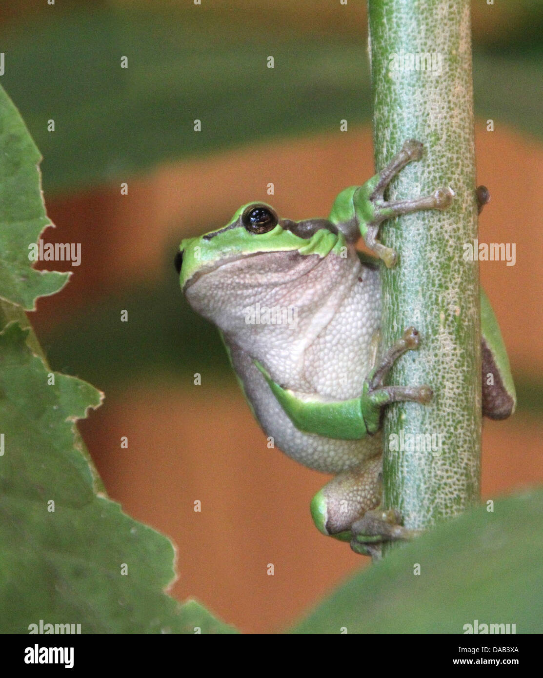 A tree frog enjoys a day out on the branch of a plant in a garden in ...