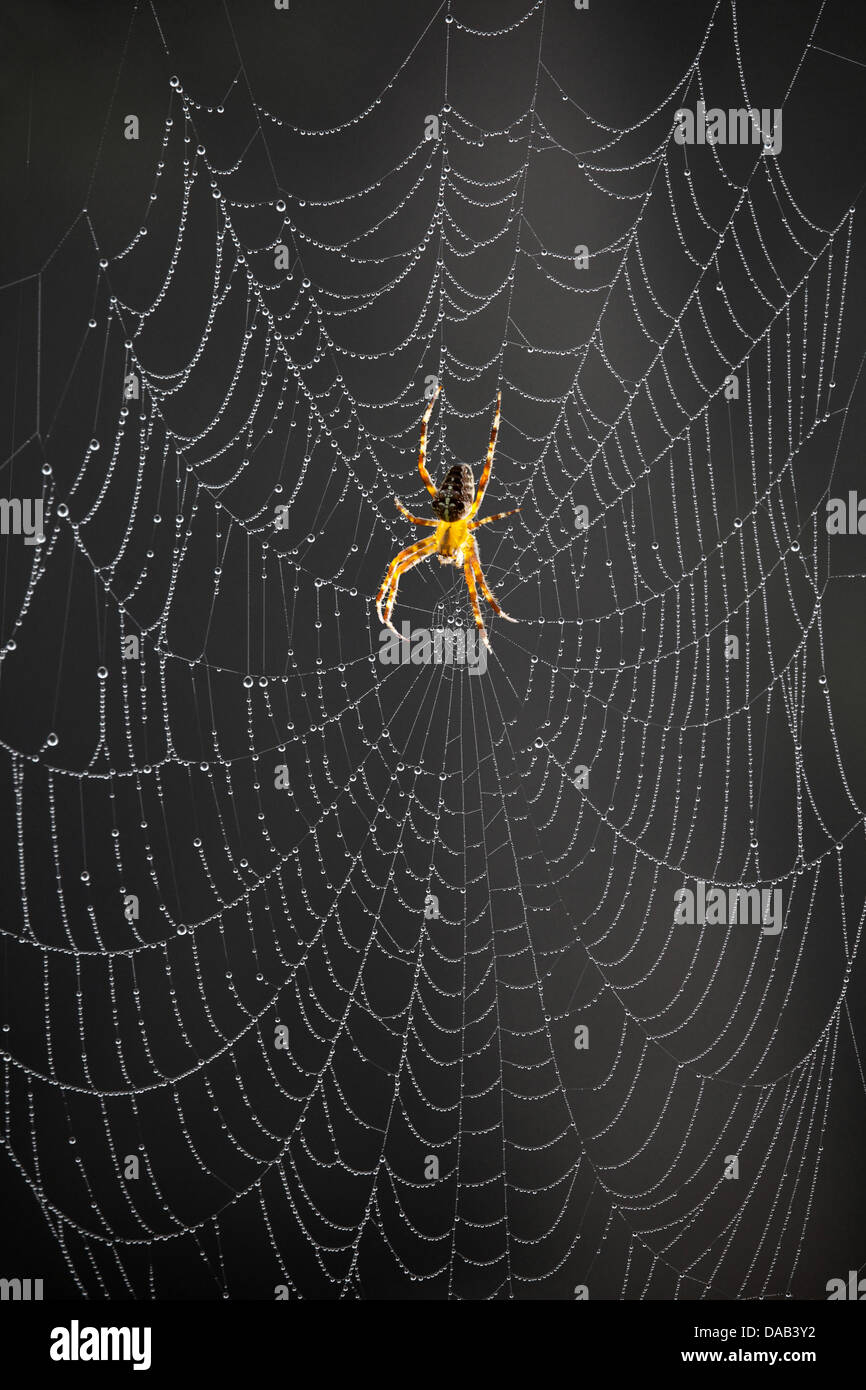 Spider net, morning, rope, back light, spider, Keoladeo, national park ...
