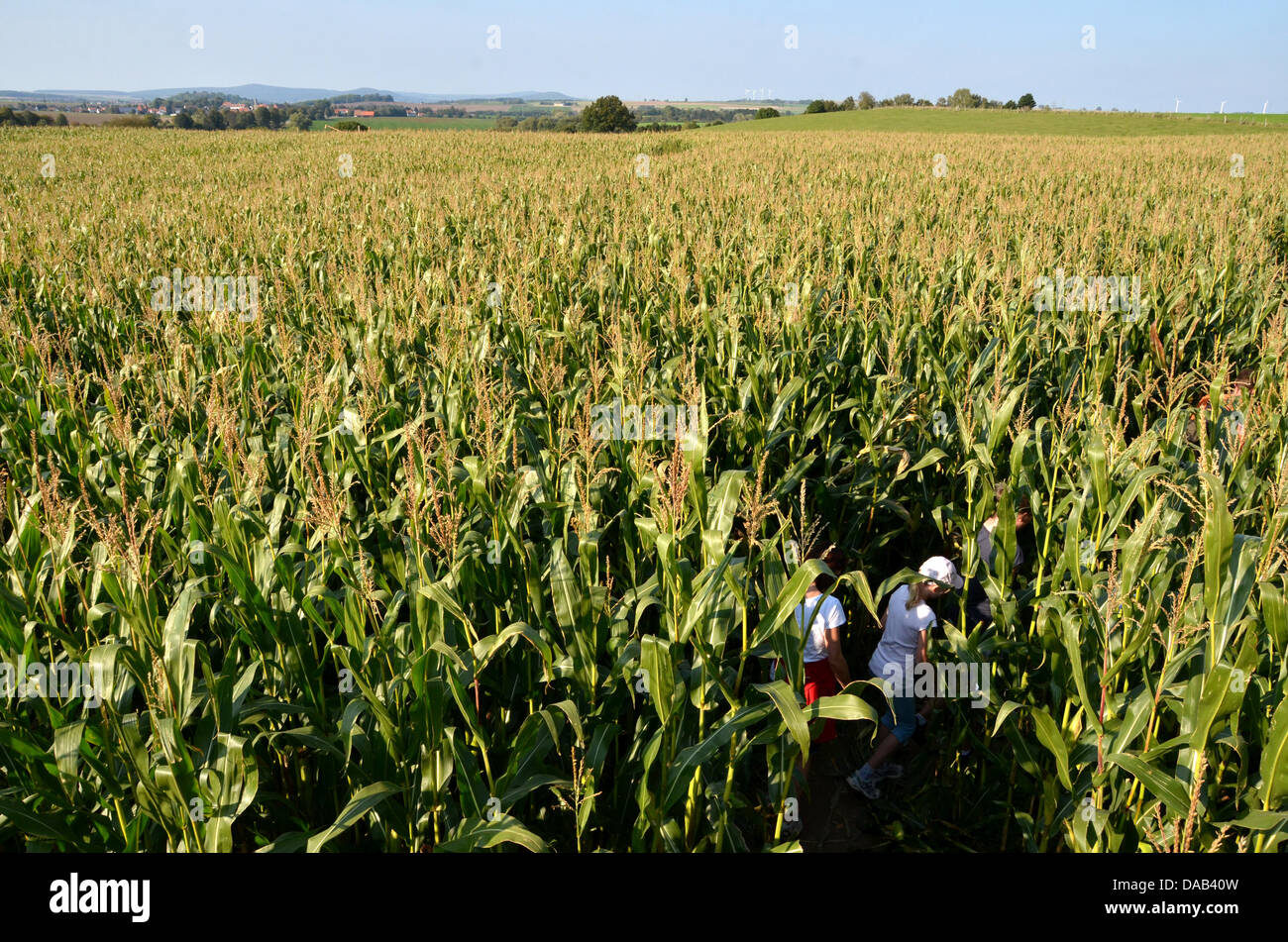 Children walk through a labyrinth inside a corn field near ...