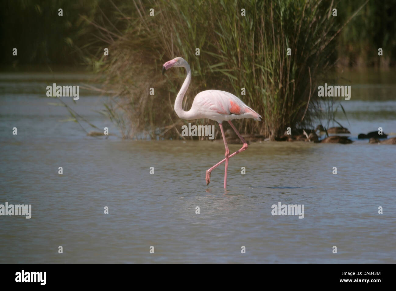 Flamingo walking in the water in a lake in France Stock Photo - Alamy