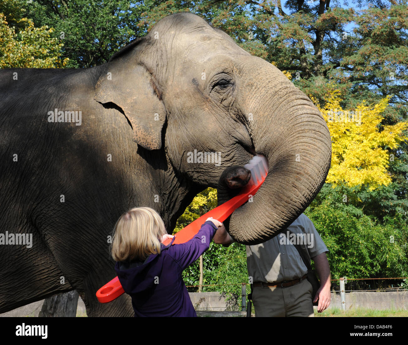 Eight-year-old Jule and a zookeeper try to brush the teeth of female ...