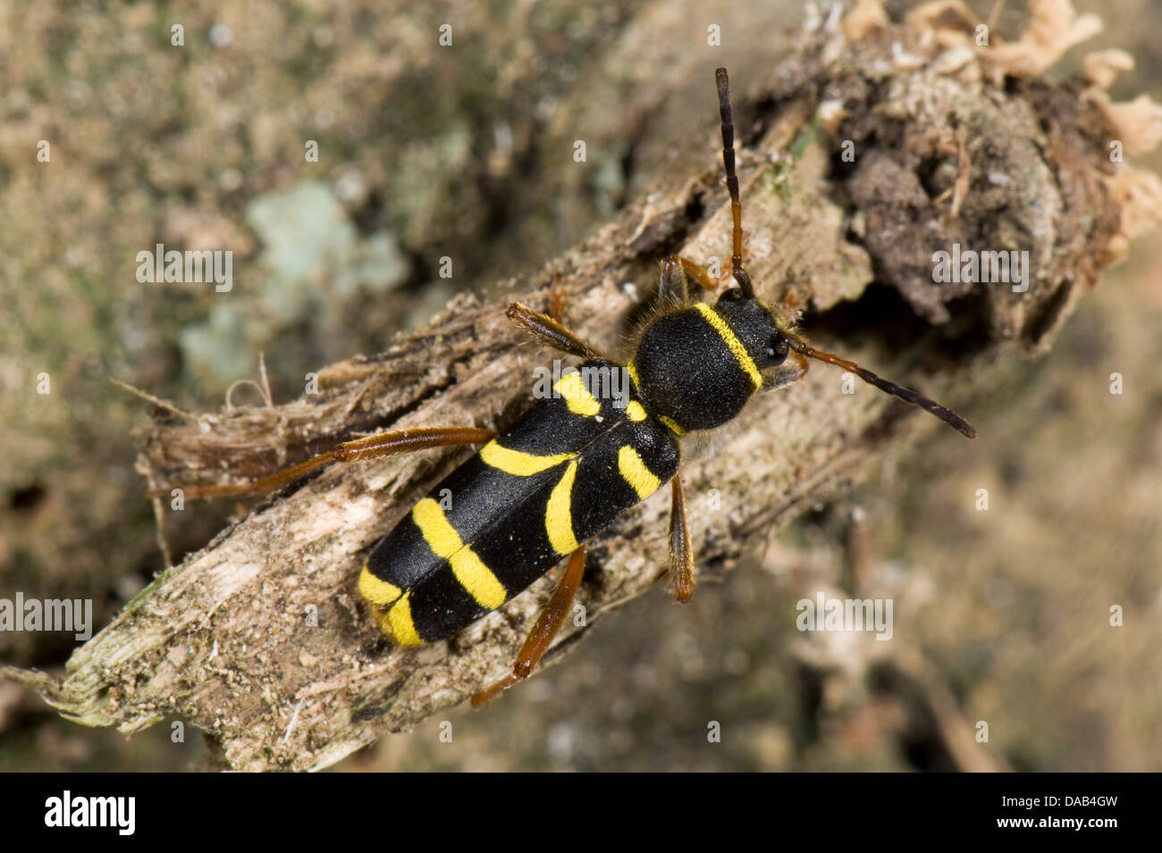 A wasp beetle, Clytus arietis, on rotten wood Stock Photo - Alamy