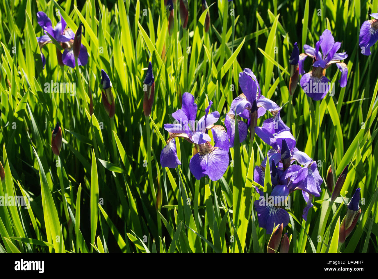 Showy iris hi-res stock photography and images - Alamy