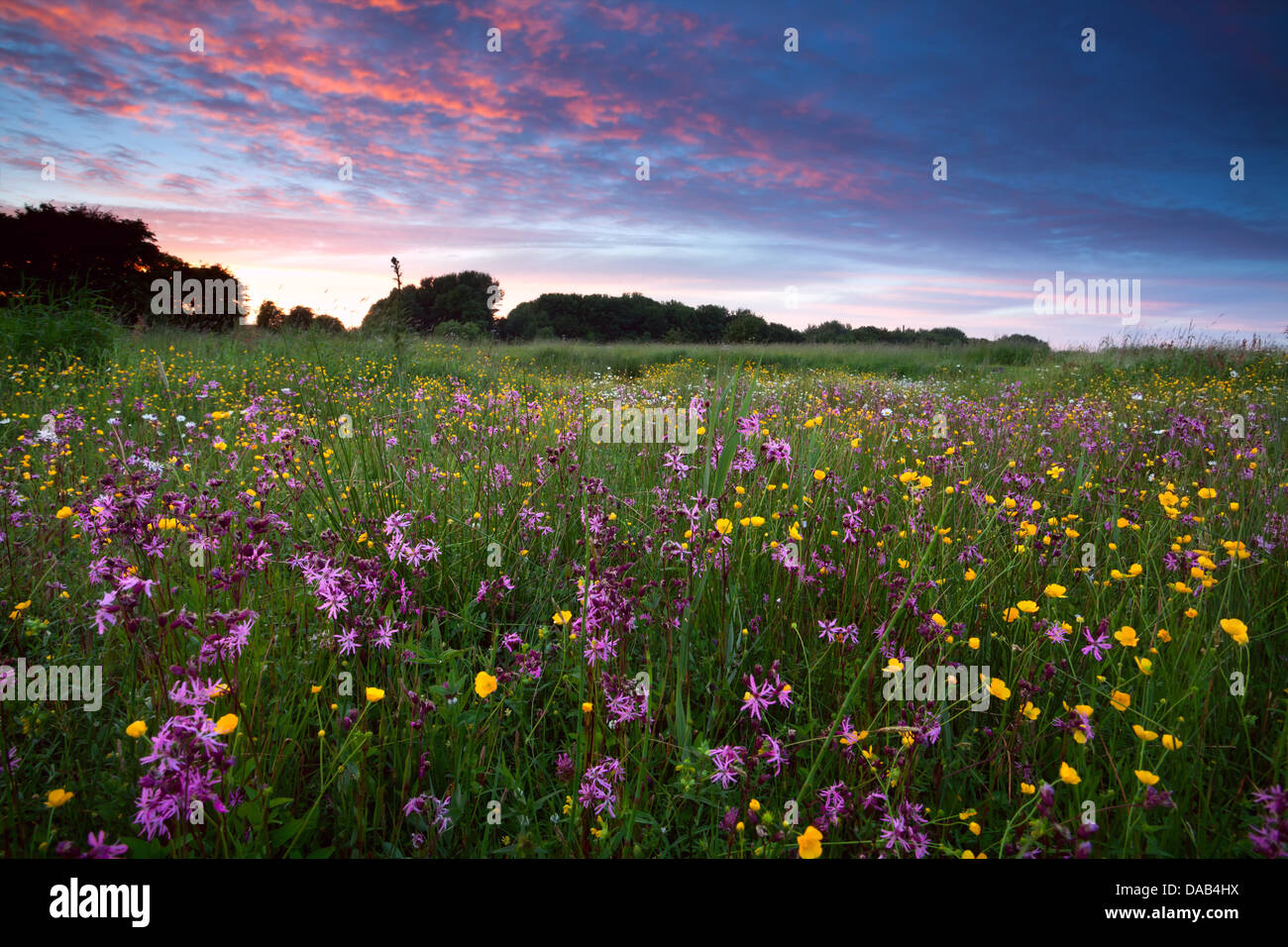 pink wildflowers on summer meadow at sunset Stock Photo - Alamy