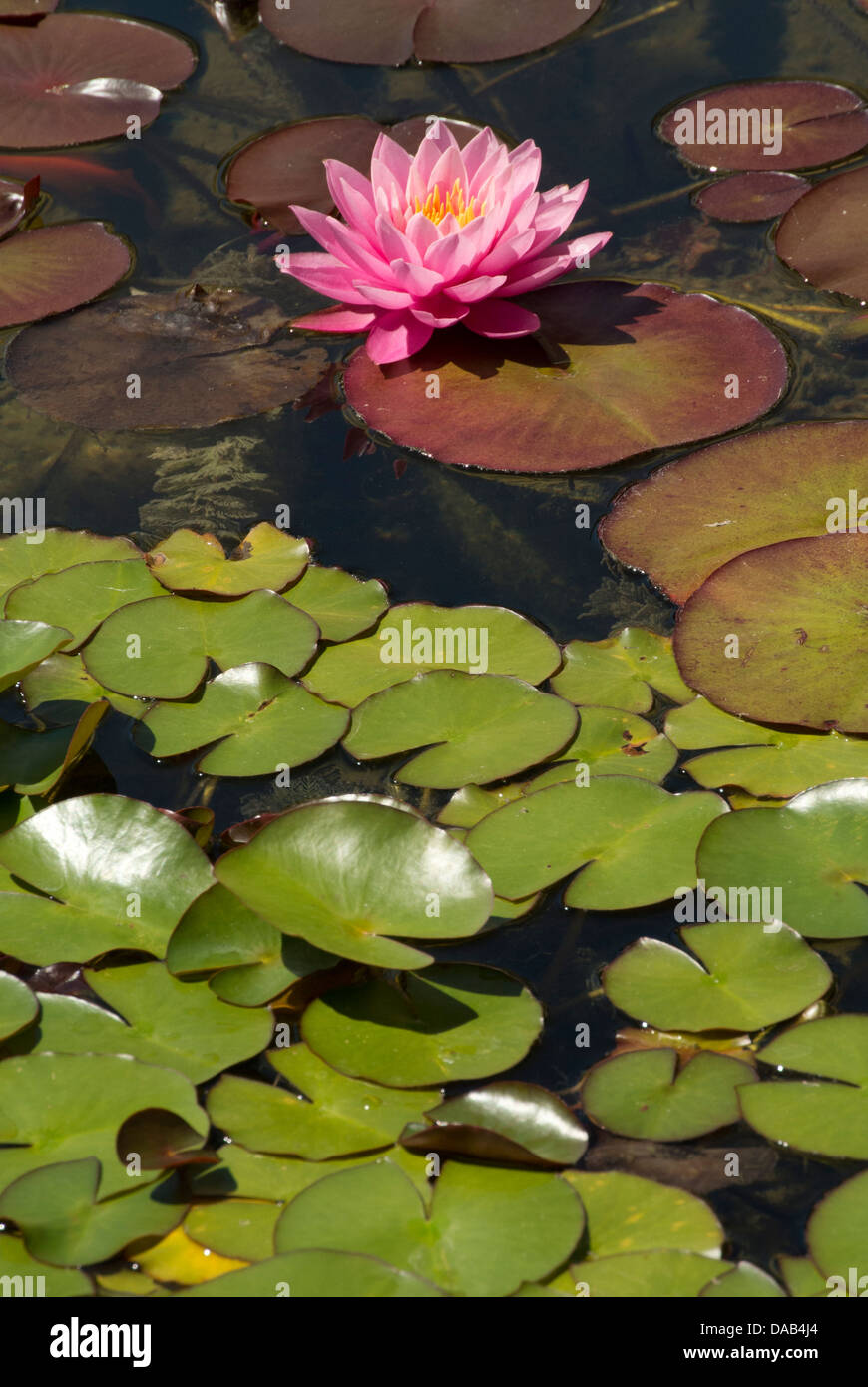 Pink water lily Stock Photo - Alamy
