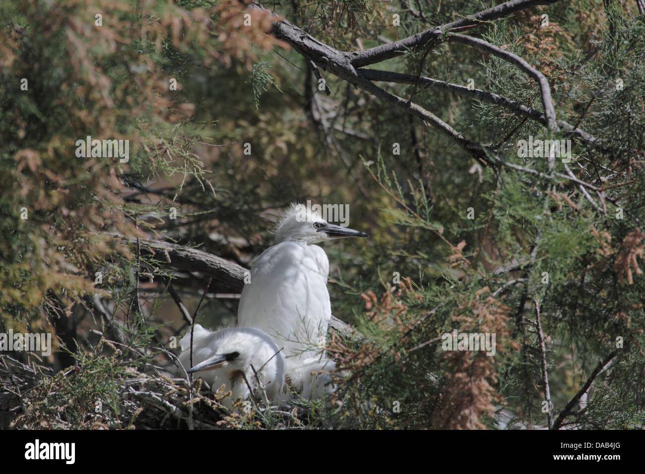 Egret nest in a tree in France Stock Photo - Alamy