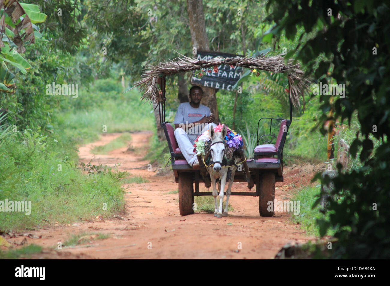 donkey pulling a carriage Stock Photo - Alamy