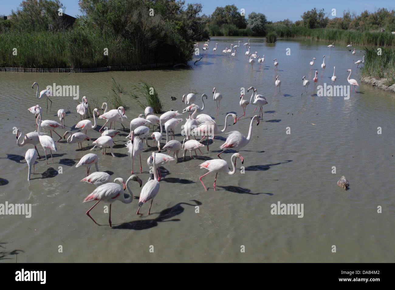 Group Flamingos in a lake in France Stock Photo - Alamy