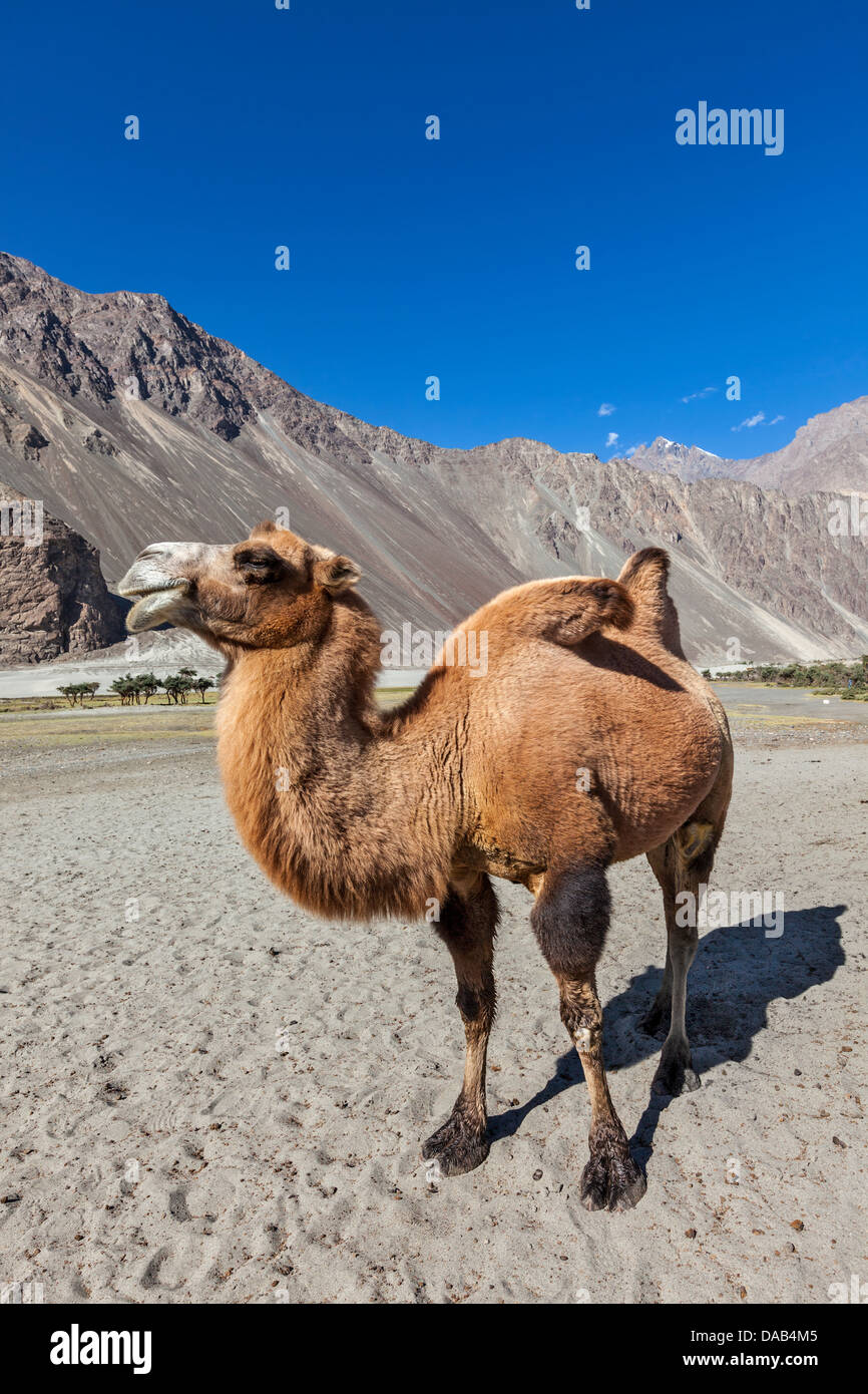 Bactrian camel in Himalayas. Hunder village, Nubra Valley, Ladakh ...