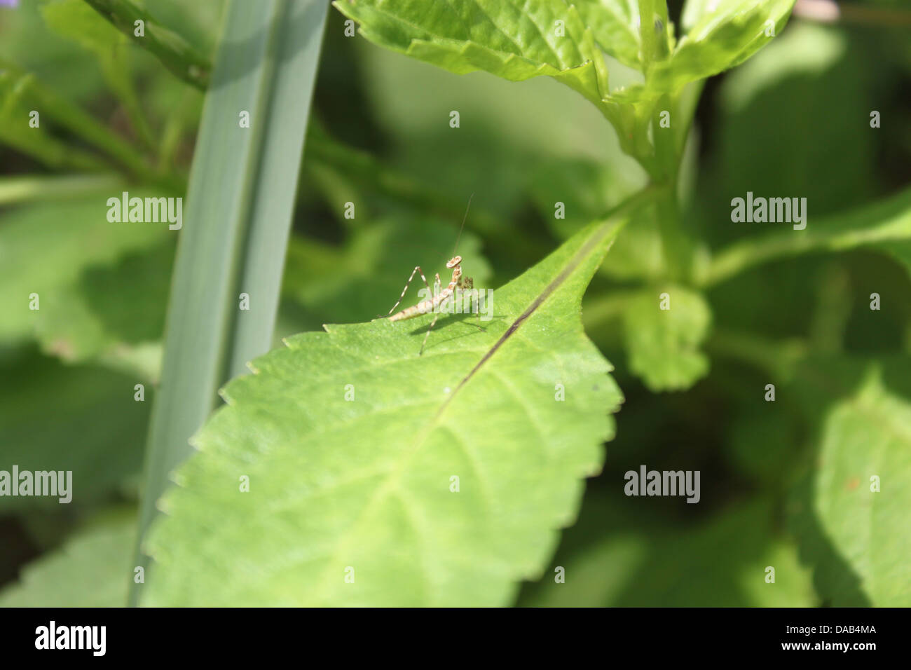 insect on leaf Stock Photo - Alamy