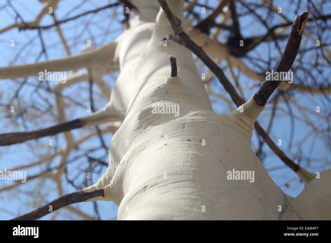 white tree with dark branches Stock Photo - Alamy
