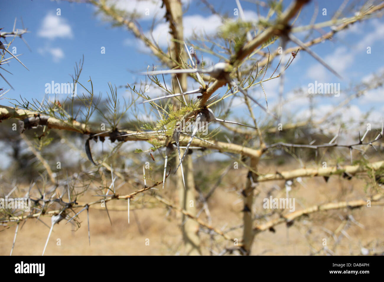 Whistling thorn hi-res stock photography and images - Alamy