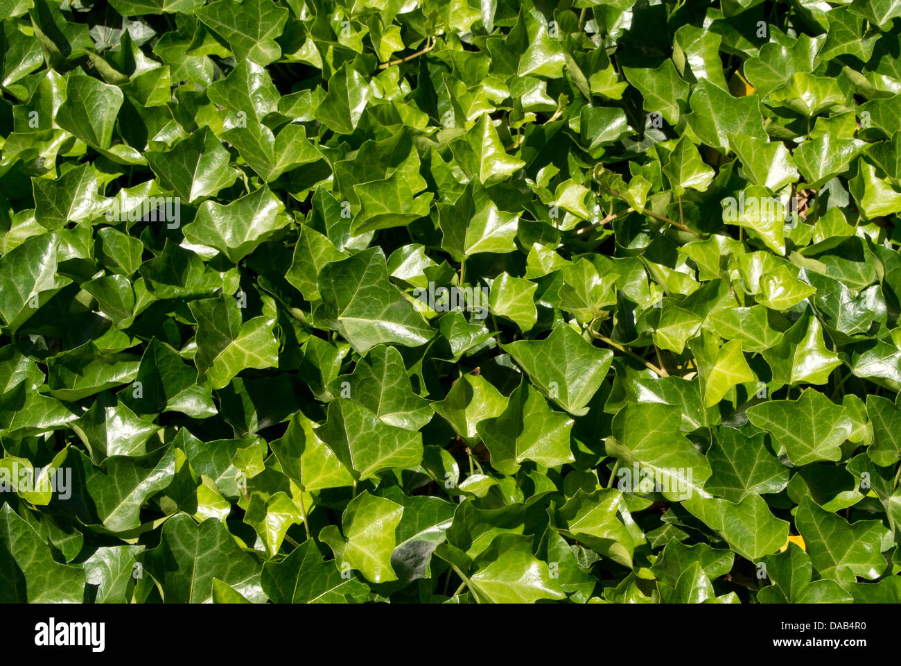 Climbing ivy on wall hi-res stock photography and images - Alamy