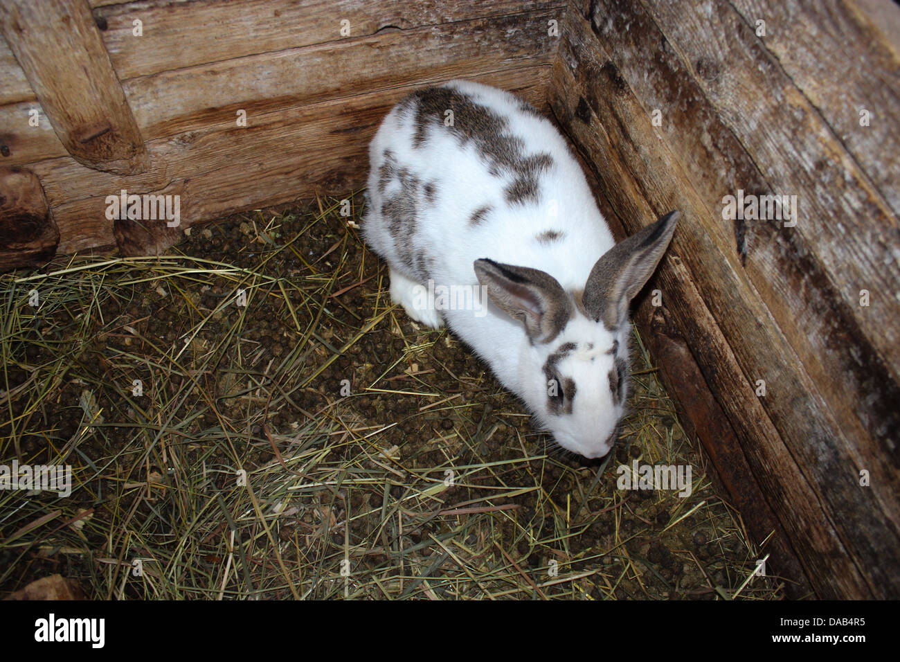 Black And White Spotted Rabbit