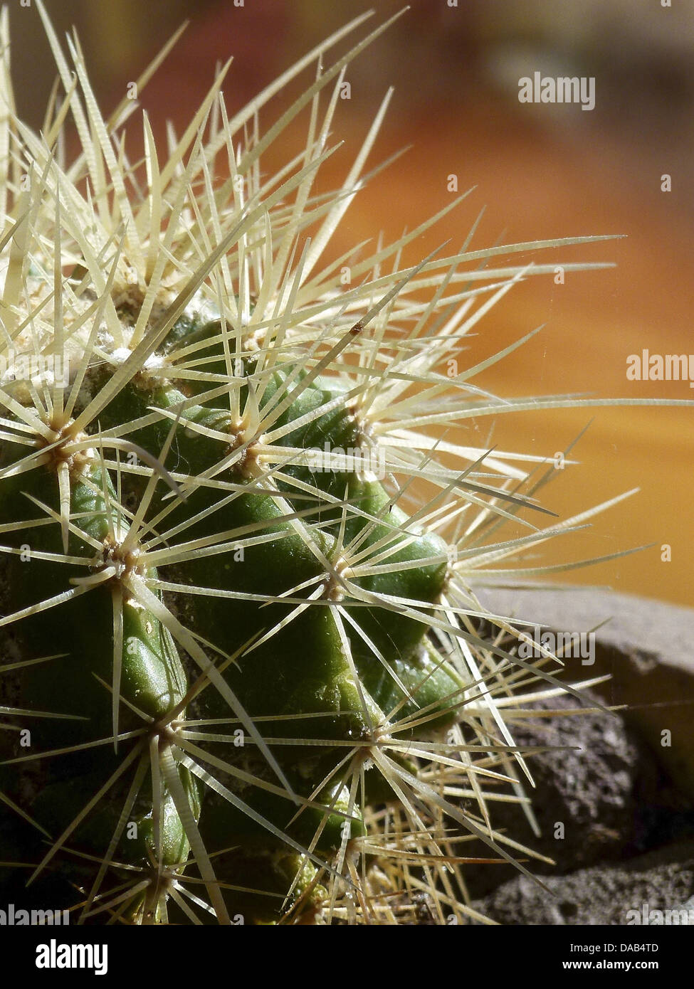 This close-up image captures the detailed thorns of a cactus plant ...