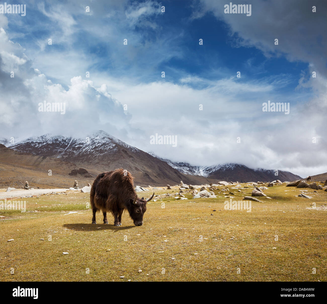 Yak grazing in Himalayas mountains. Ladakh, India Stock Photo - Alamy