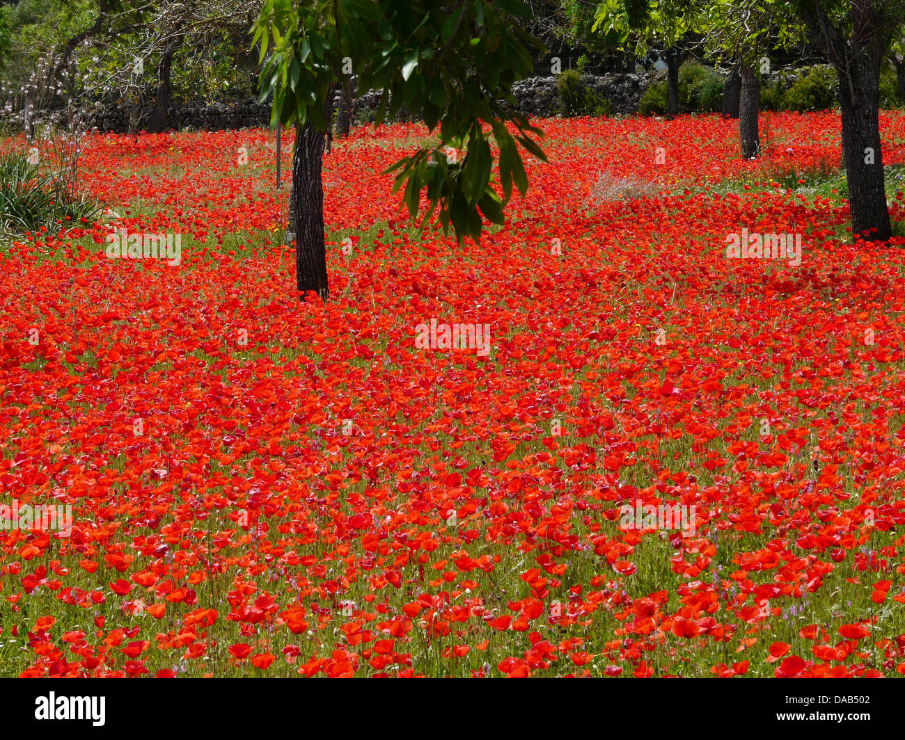 A vibrant red poppy field blooms in the countryside, displaying rows of ...