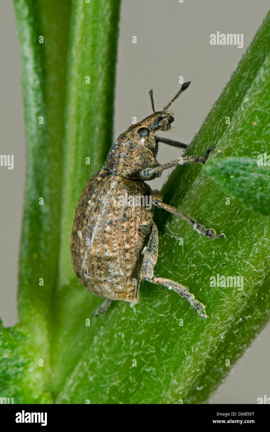 Otirhyncus hi-res stock photography and images - Alamy