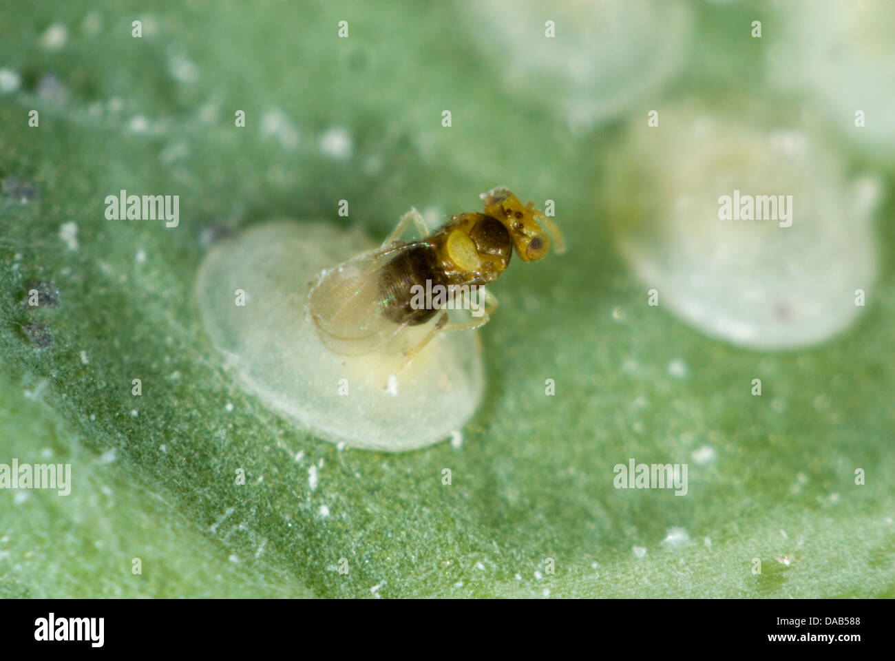 A parasitoid wasp, Encarsia tricolor, laying her eggs in larval scales ...