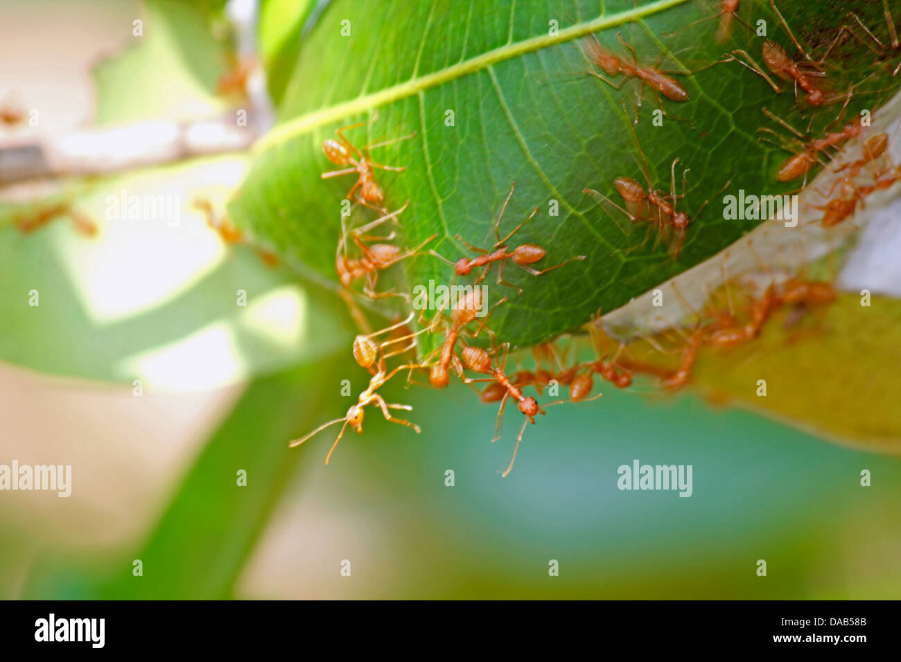 Tailor ants hi-res stock photography and images - Alamy