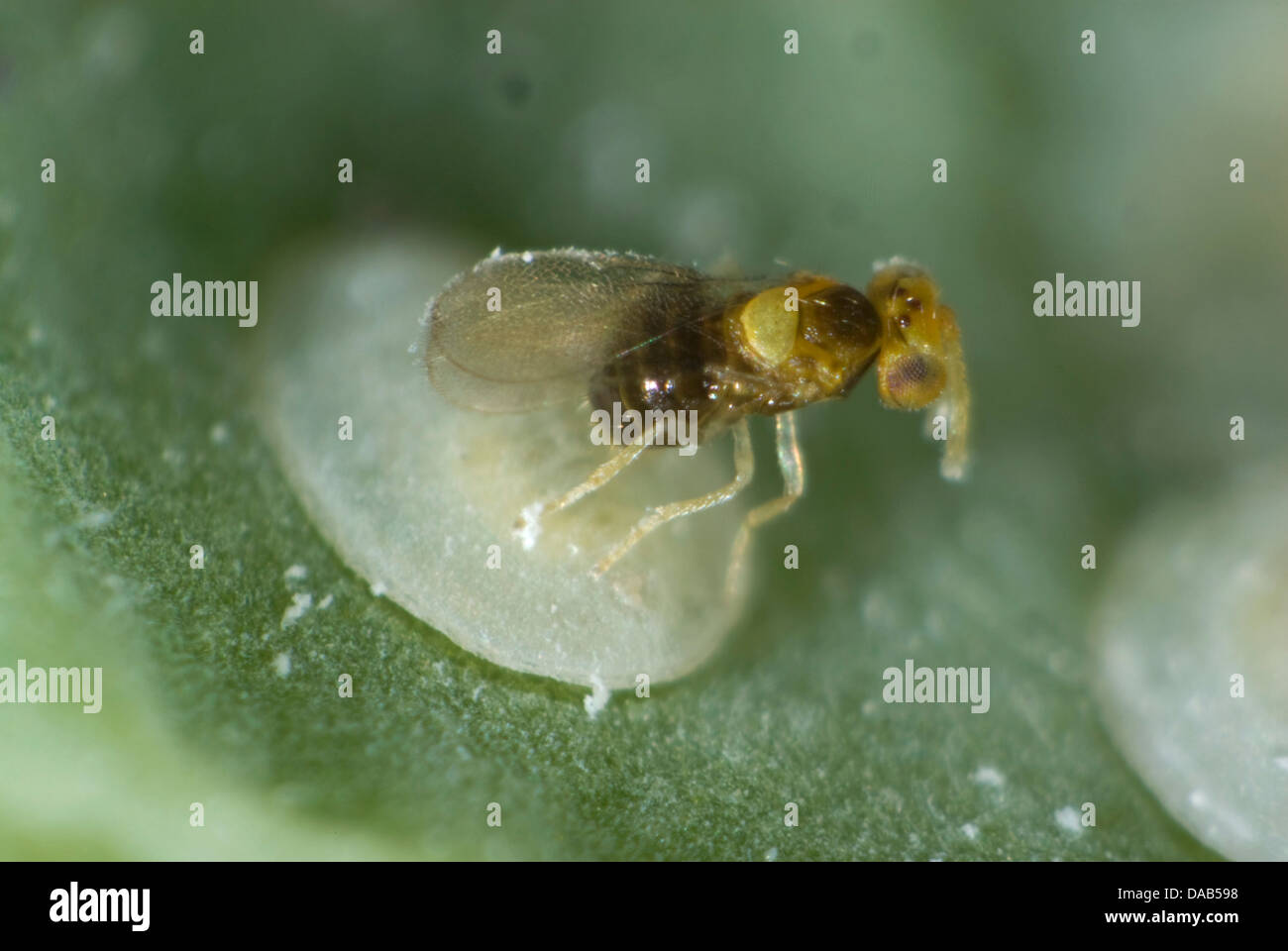 A parasitoid wasp, Encarsia tricolor, laying her eggs in larval scales ...