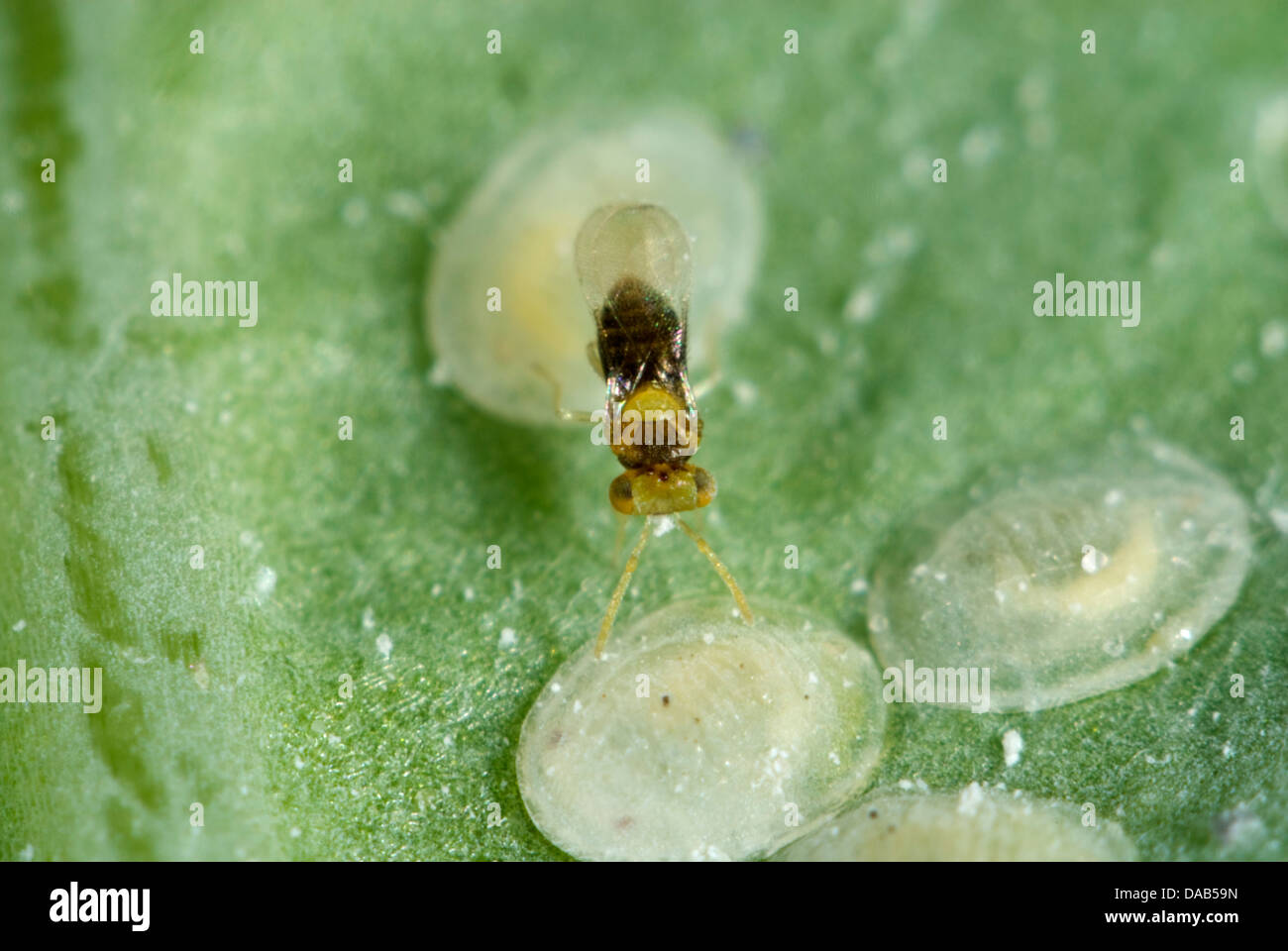 A parasitoid wasp, Encarsia tricolor, laying her eggs in larval scales ...