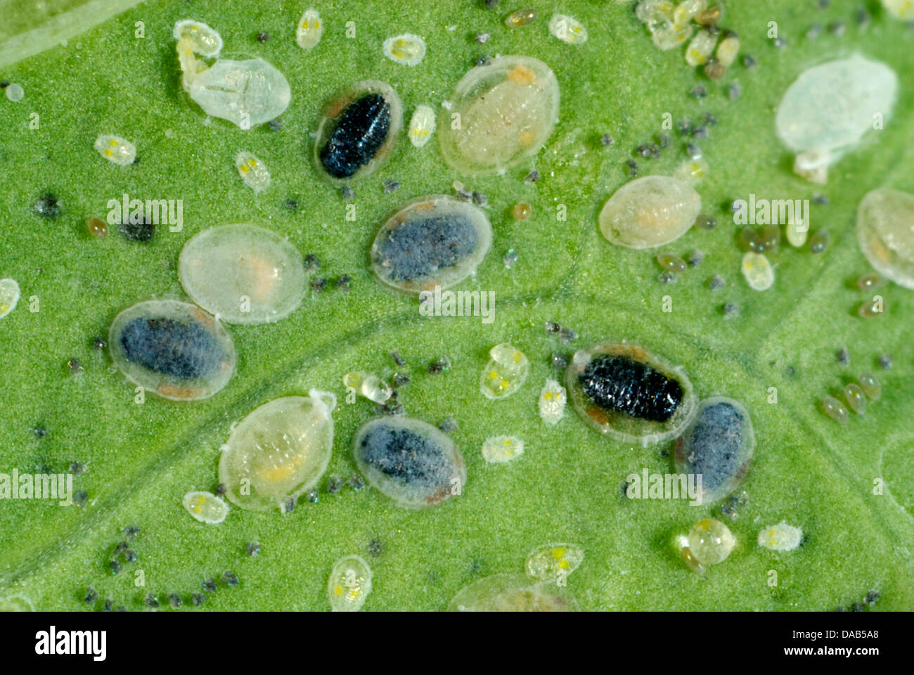 Larval scales of cabbage whitefly, Aleyrodes proletella, parasitised by ...