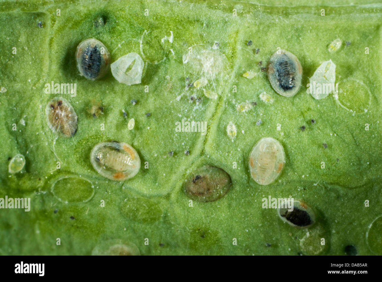Larval scales of cabbage whitefly, Aleyrodes proletella, parasitised by ...