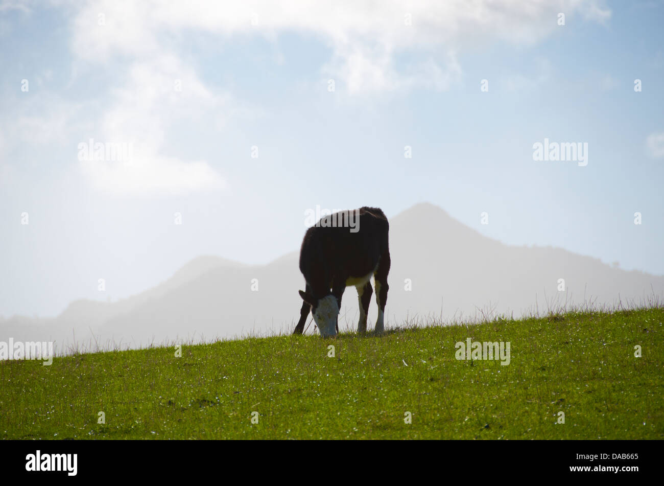 Milking dairy cows, new zealand hi-res stock photography and images - Alamy