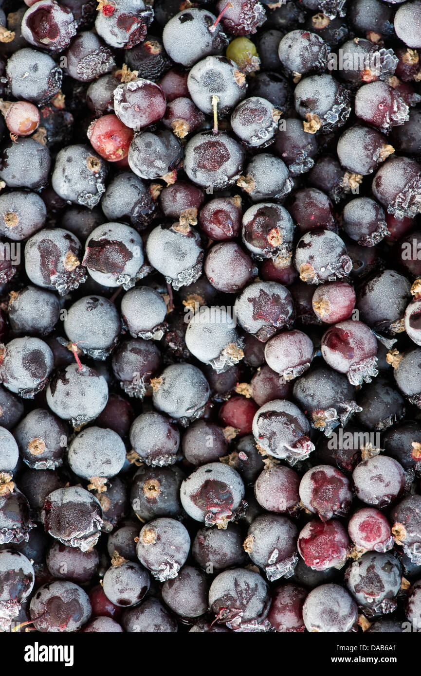 Ribes Nigrum High Resolution Stock Photography and Images - Alamy