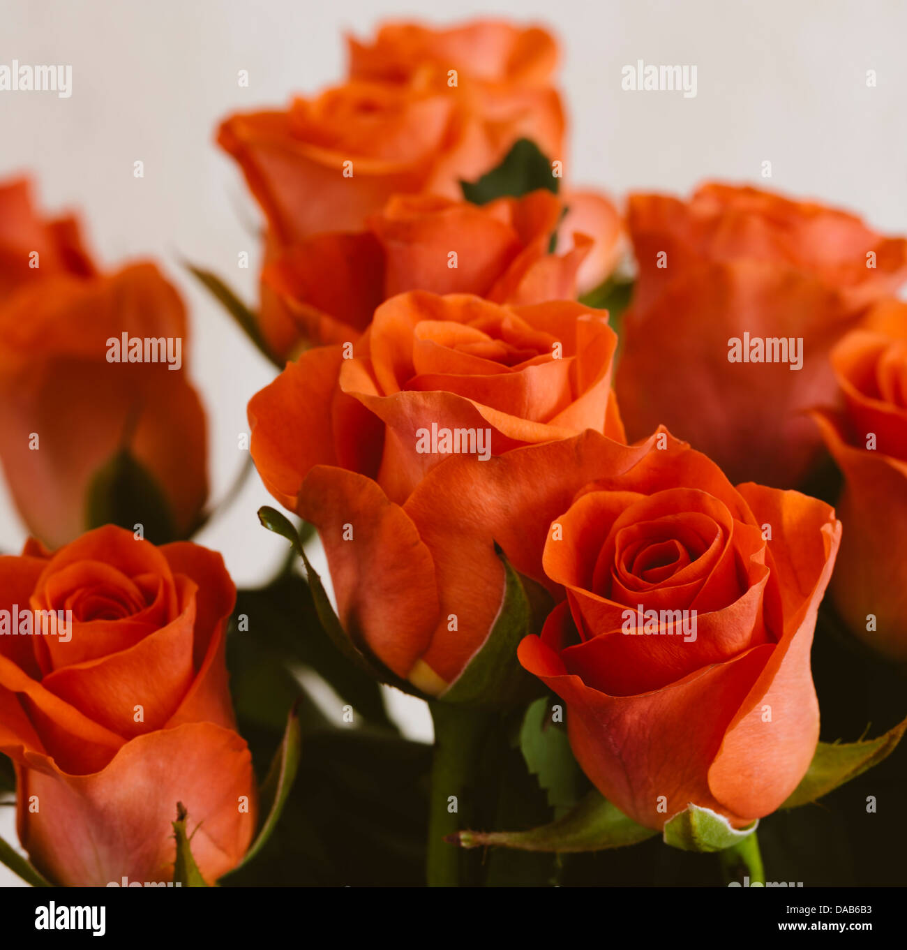 Bunch of orange roses hi-res stock photography and images - Alamy