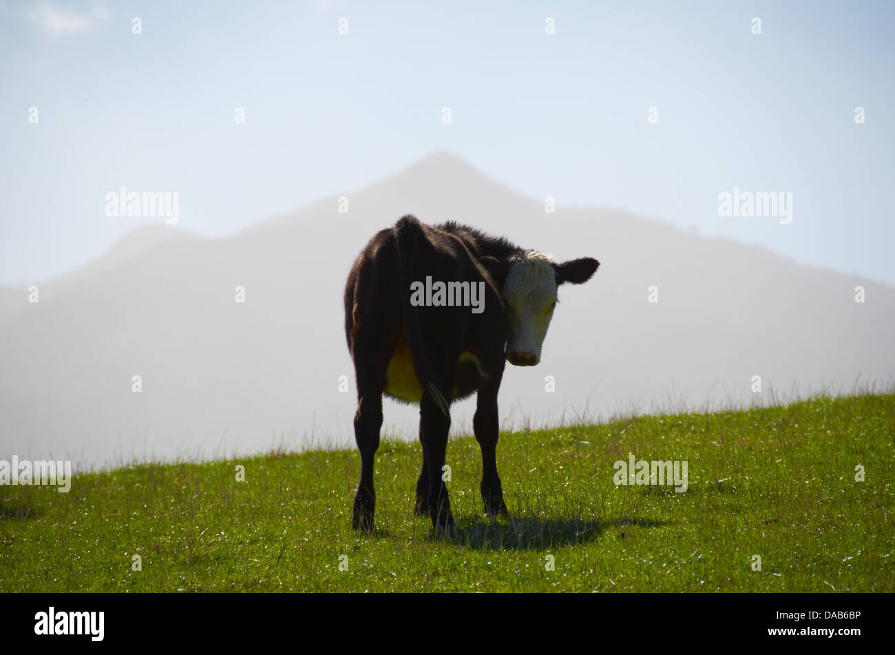 Milking dairy cows, new zealand hi-res stock photography and images - Alamy