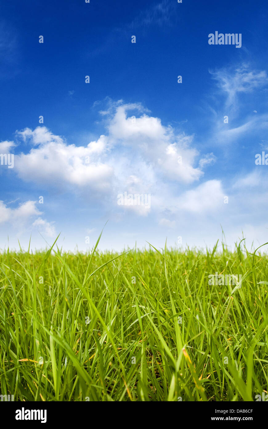 field of grass in spring Stock Photo - Alamy