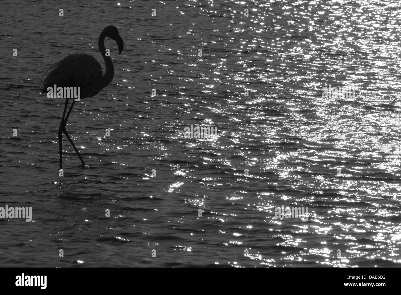 Flamingo in the light of the setting sun in a lake in France Stock ...